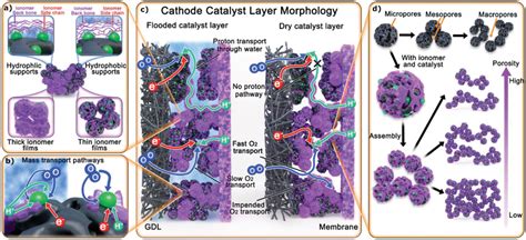 Schematic Of The Cathode Catalyst Layer Morphology Reactant Transport Download Scientific