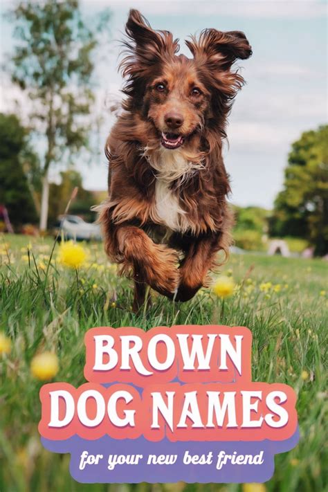 Brown Dog Names List Ideas For Every Dog Personality In 2025 Brown