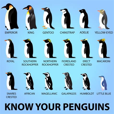 Happy Worldpenguinday Penguins Penguin Species Types Of Penguins