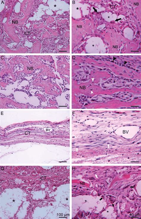 Photomicrographs In High Magnification Showing The Center Of Critical Download Scientific