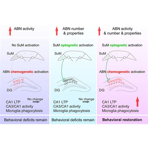 Activation Of Hypothalamic Enhanced Adult Born Neurons Restores