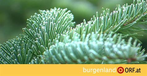 Herkunft Von Christbäumen Wird Geprüft Burgenlandorfat
