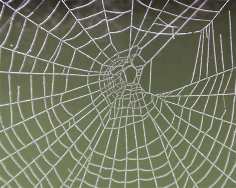 Spiders Webs In The Rain Forests Of Nahuel Huapi National Park