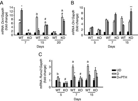 Temporal Expressions Of Osteoblast Differentiation Marker Genes From