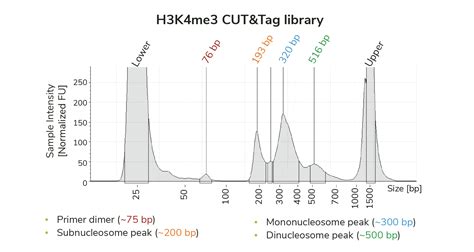 What Do Primer Dimers Look Like In Cutandtag And How Do I Avoid Them
