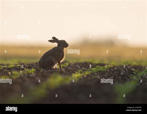A Brown Hare Lepus Europaeus Back Lit By The Golden Light Of