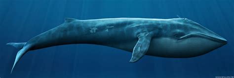 Econotas Ballenas Barbadas Ecotoursvallarta
