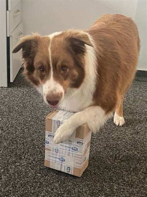 🤣 Michael Brassat