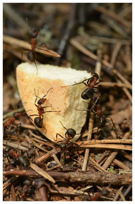 Jednostavno Prirodno Sredstvo Za Odbijanje Mrava Tajna Je U Alkoholnom
