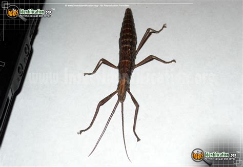 Walking Sticks Insects Poisonous