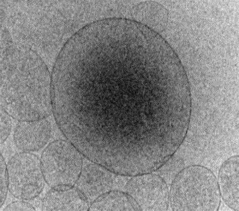 ‘cambrian Explosion In Cell Signalling Drives New Research