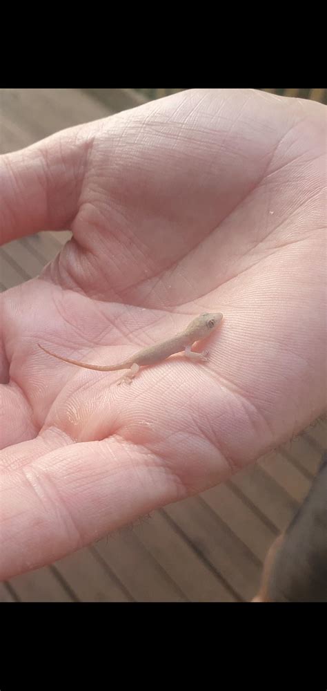This Tiny Gecko Raww