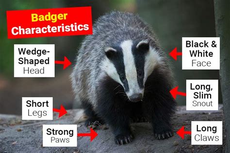 Honey Badger Fun Facts