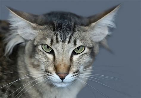 Oriental Longhair Cat Breed Size Appearance And Personality