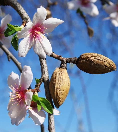 How To Grow Almond Trees Almond Tree With Flowers Nikitas Pride