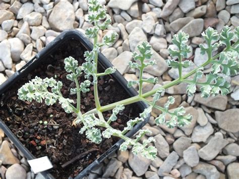 Ferula Assa Foetidea Apiaceae Gérard Weiner Plantes De Terrains Secs