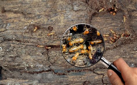What Do Termites Eat Guide To Their Preferred Diet Tsc