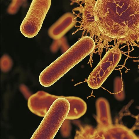 A Closeup Image Of Bacteria Such As E Coli Or Staphylococcus Aureus