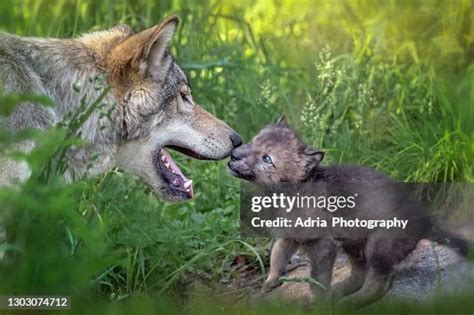Newborn Black Wolf Pups