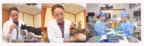 診療のご案内 ふくだ動物病院（日光市の動物病院）