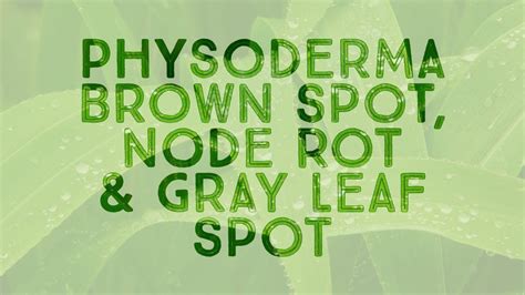 Physoderma Brown Rot Node Rot And Gray Leaf Spot Youtube