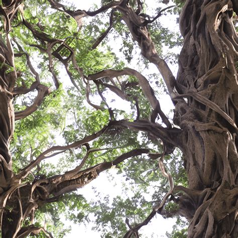 Tree With Root System Pattern · Creative Fabrica