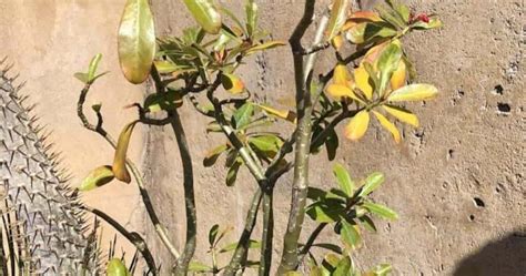 7 Reasons Why Your Desert Rose Leaves Turn Yellow