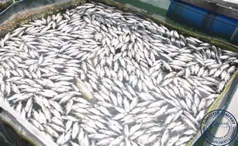 Reducing Fish Mortality In Aquaculture With Probiotics Fidarfeed
