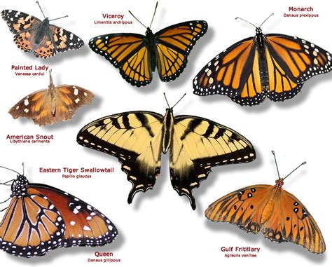 Monarch Butterfly Identification