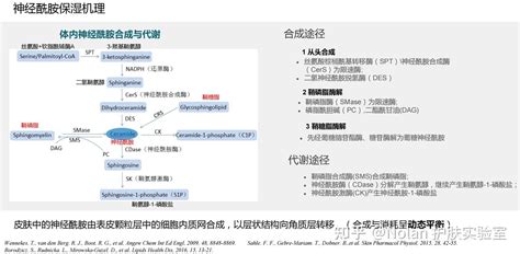 神经酰胺 修护皮肤屏障的好手 知乎