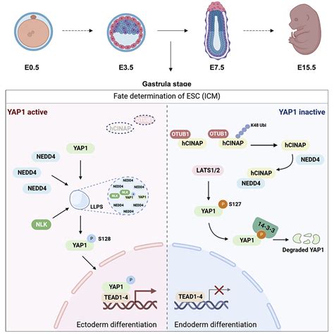 Hcinap Regulates The Differentiation Of Embryonic Stem Cells By