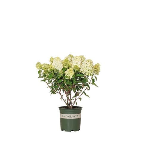 Monrovia White Candy Apple Hydrangea Flowering Shrub In 1 73 Gallon Pot