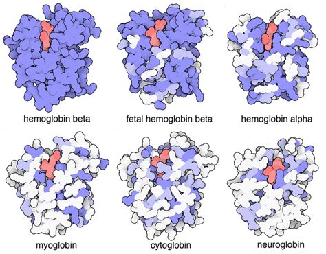 Pdb 101 Learn Exploring The Structural Biology Of Evolution