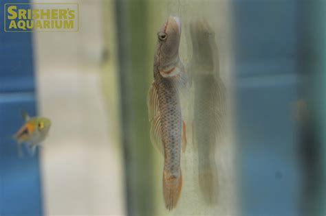 ヨシノボリ|その他の魚 Others |スリッシャーズ アクアリウム ヨシノボリ|その他の魚 Others |スリッシャーズ アクアリウム