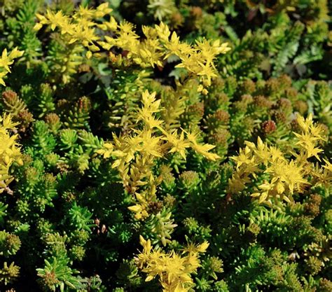 Sedum Sexangulare — Plant Wholesale Floraccess