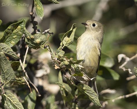 Ruby Crowned Kinglet Feathered Photography