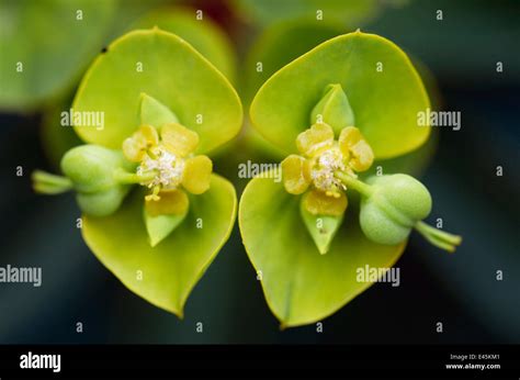 Tree Spurge Euphorbia Dendroides Flowers Topolia Crete Greece