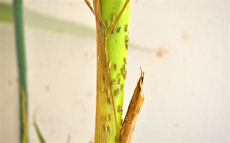 Look For Signs Of Corn Leafhoppers In 2025 Mu Extension