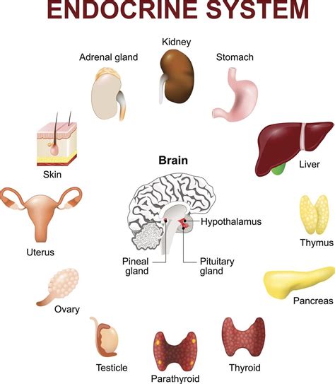 Endocrine System Diagram Artofit