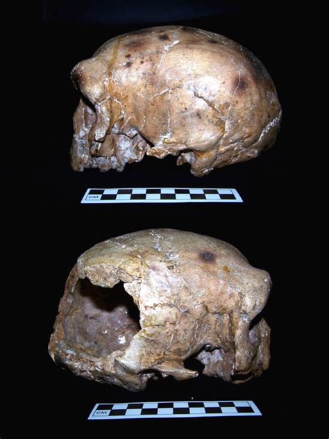Postorbital Constriction Australopithecus Afarensis