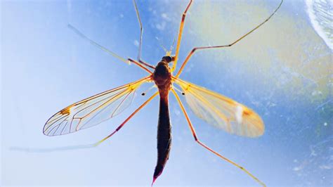 Cellulitis From A Bug Bite Pictures Treatment Outlook And More