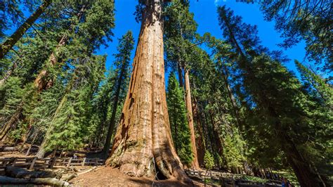 Giant Sequoia Plant Food Fertilizer At Molly Nothling Blog