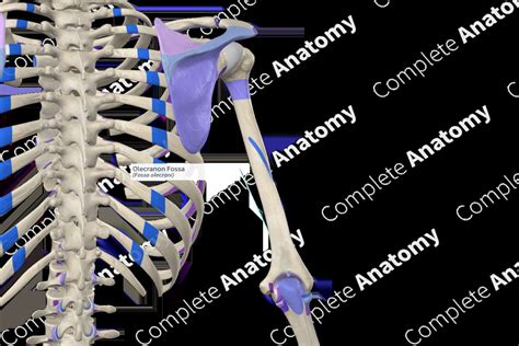 Olecranon Fossa Complete Anatomy
