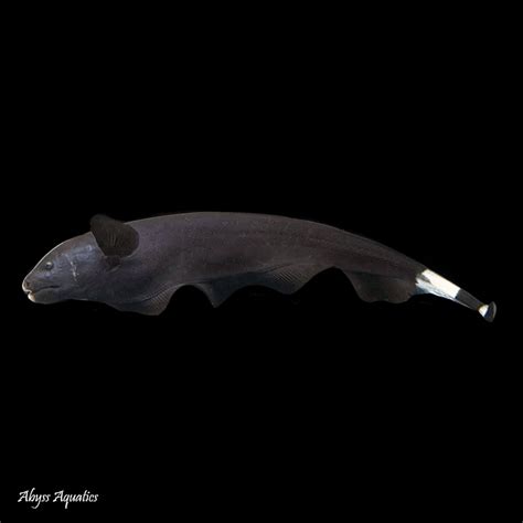 Black Ghost Knifefish Fast Professional Service