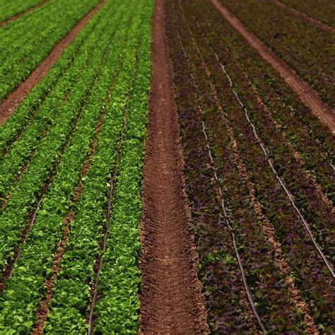 Rivulis Irrigation On Linkedin How Much Water Can You Lose With Incorrect Dripper Spacing