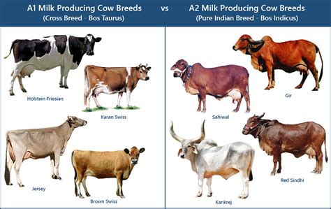 Dairy Cows Breeds