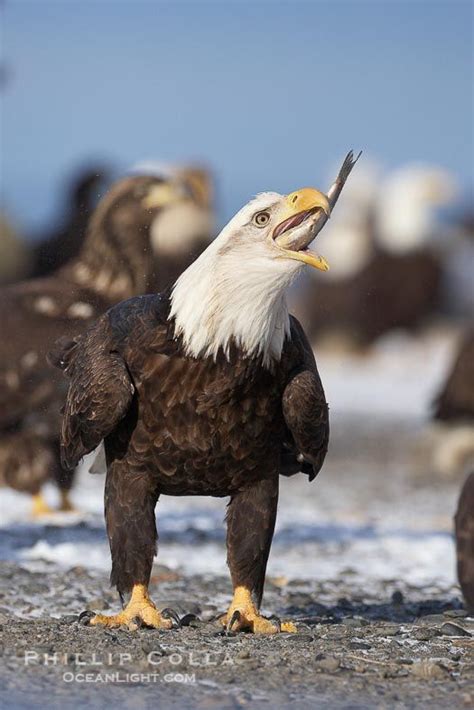 Bald Eagle Diet