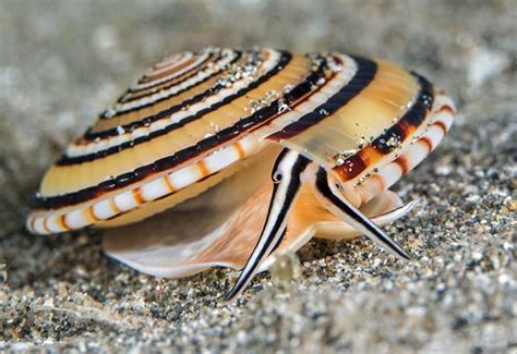 15 Cool Sea Snails R Snails