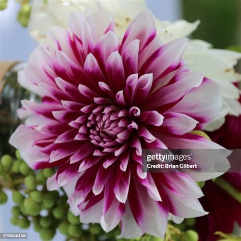 Daliyah Photos And Premium High Res Pictures Getty Images