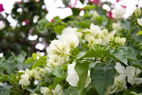 Bougainvillea Care Water Light Soil Winter Tips Gardenine